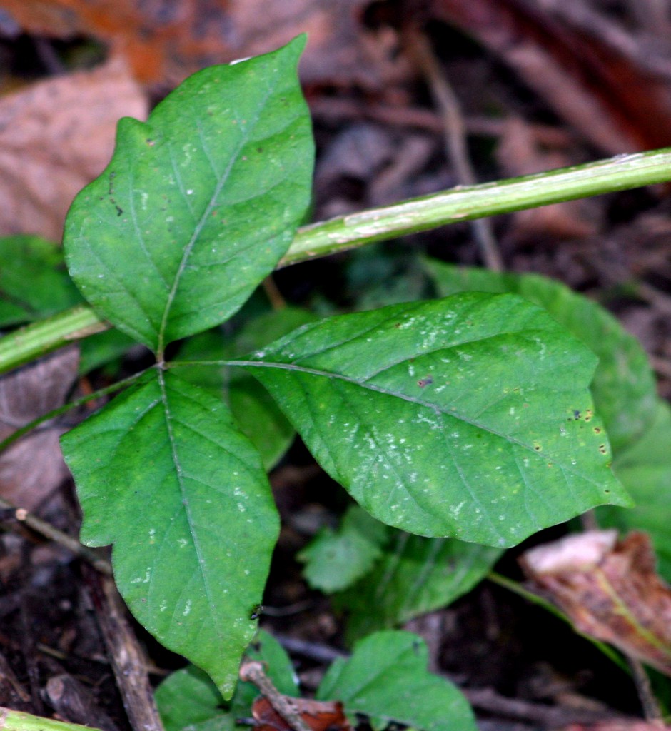 10 Ways to Teach Kids about Poison Ivy